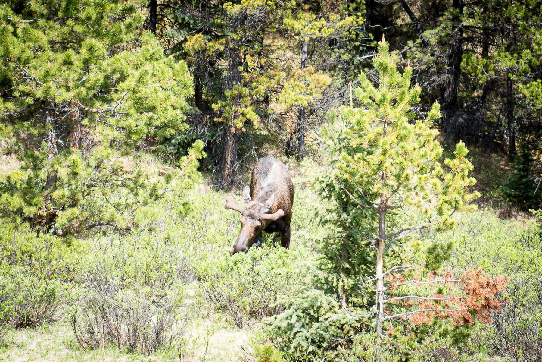 Grizzly bears, mule deers, and moose, oh my! – Taku Kumabe Photography ...