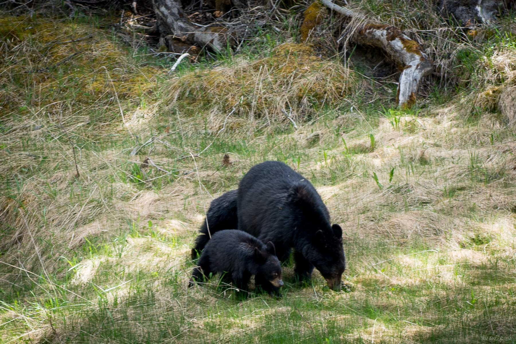 Grizzly bears, mule deers, and moose, oh my! – Taku Kumabe Photography ...