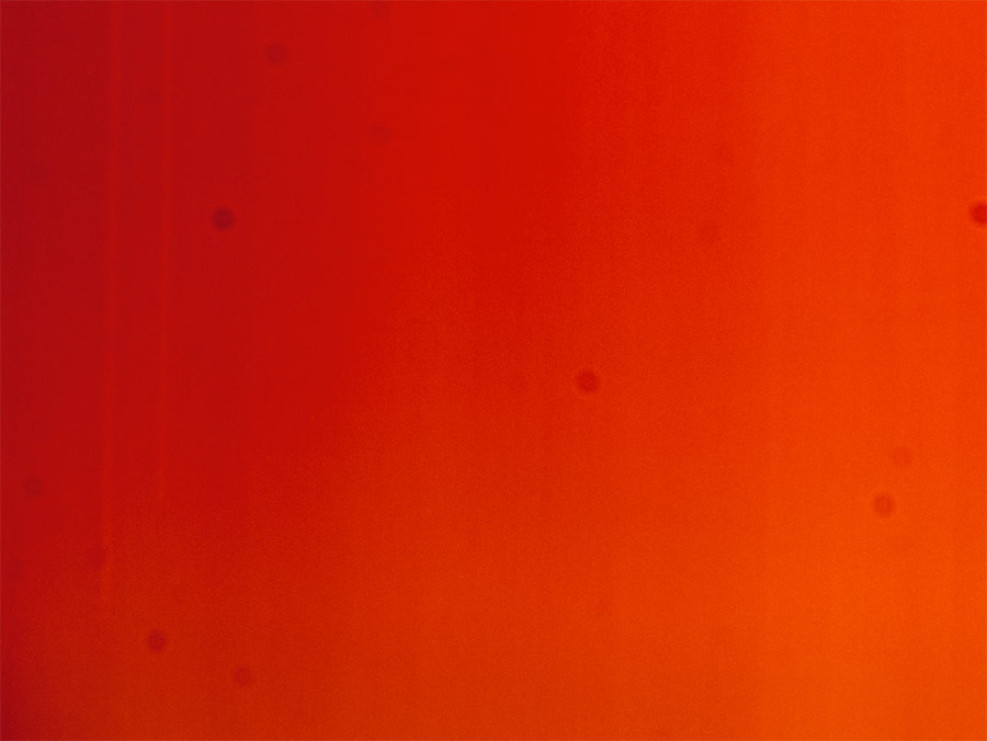 I see spots! – Taku Kumabe Photography and Design