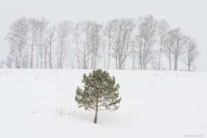 Hokkaido Winter Adventures – Taku Kumabe Photography and Design