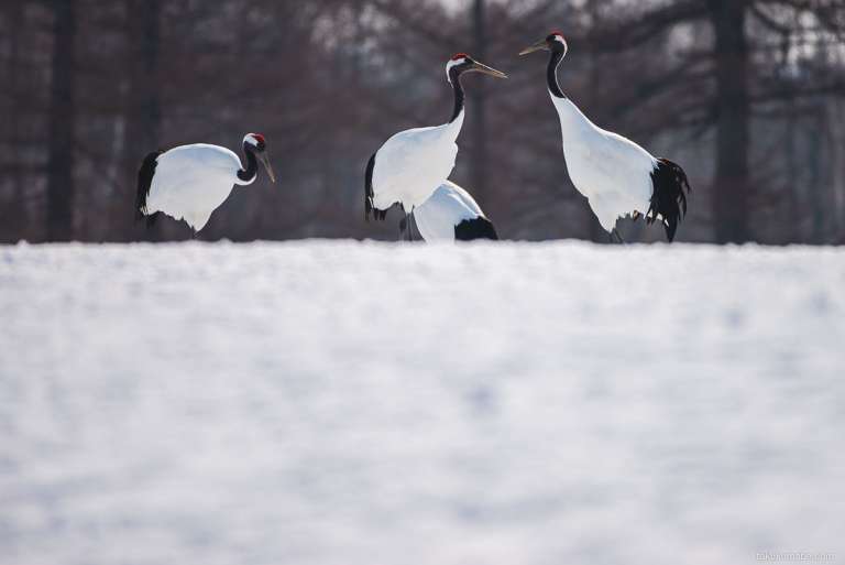 Japanese Red-Crowned Cranes – Taku Kumabe Photography and Design
