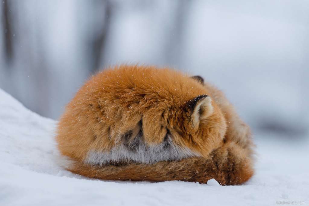 Hokkaido Winter Adventures – Taku Kumabe Photography and Design