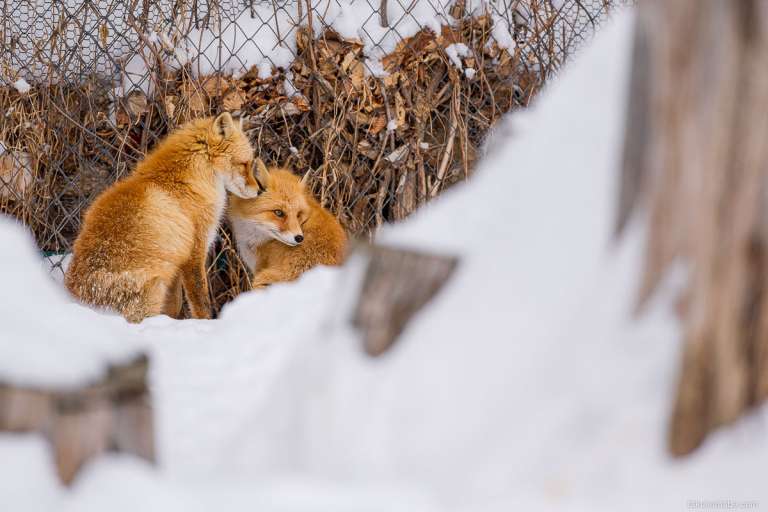 Hokkaido Winter Adventures – Taku Kumabe Photography and Design