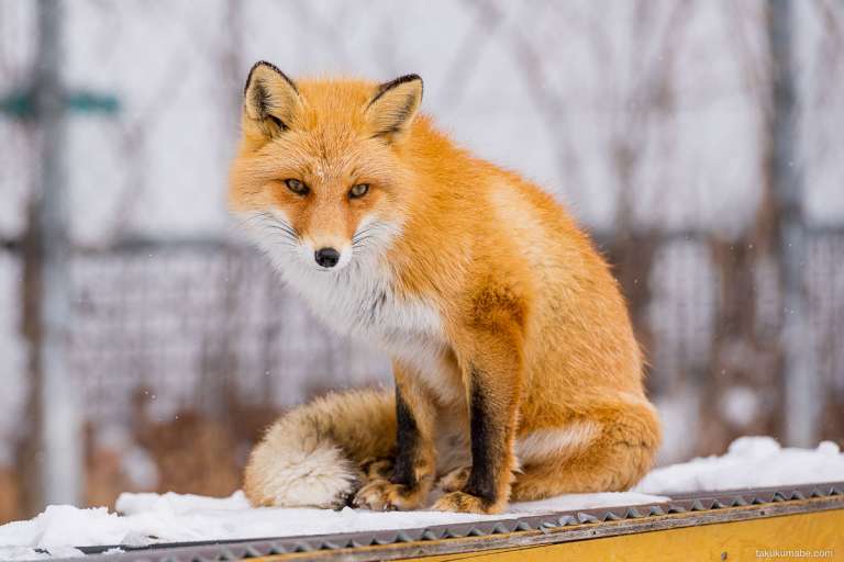 Hokkaido Winter Adventures – Taku Kumabe Photography and Design