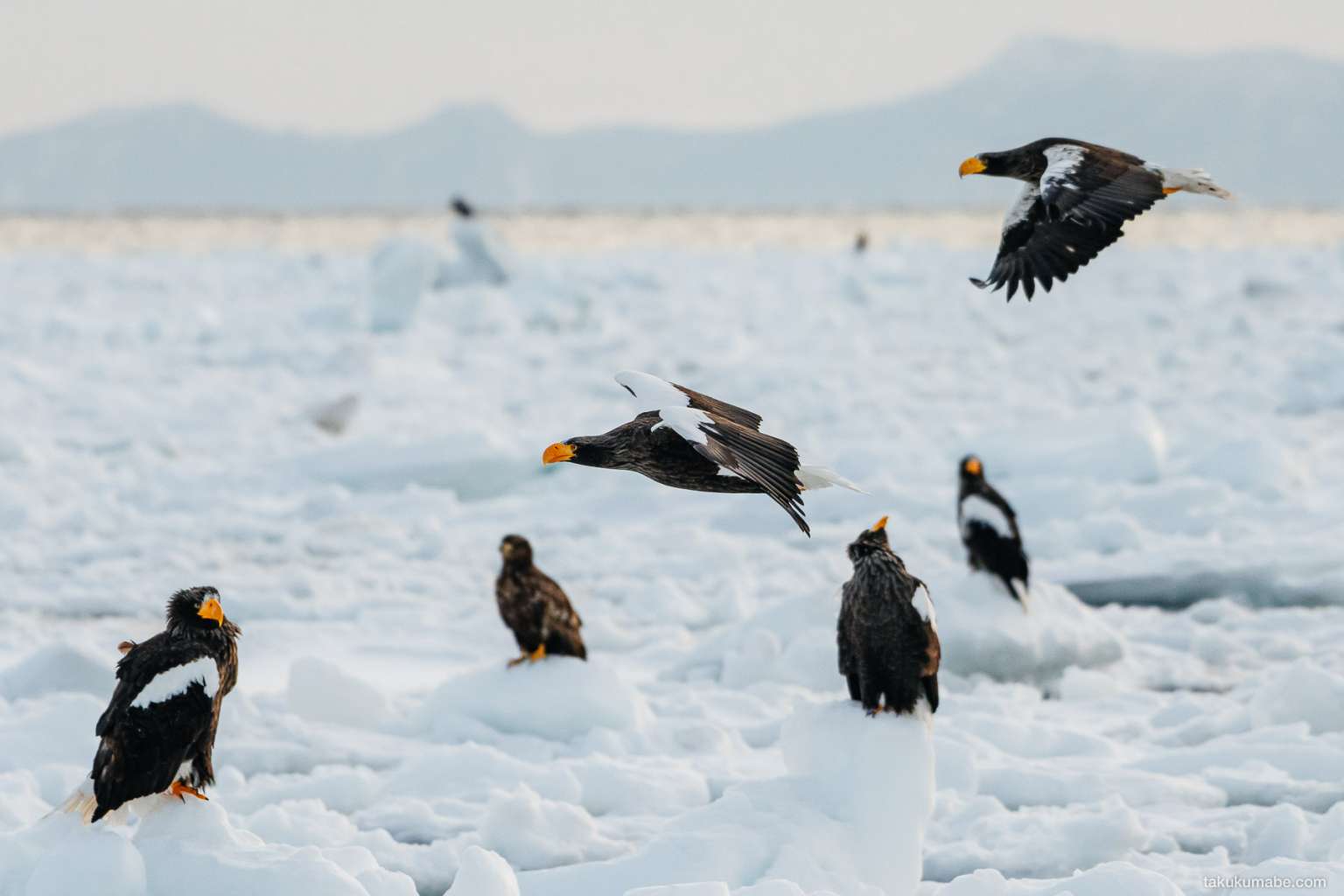 Shiretoko Peninsula – Taku Kumabe Photography and Design