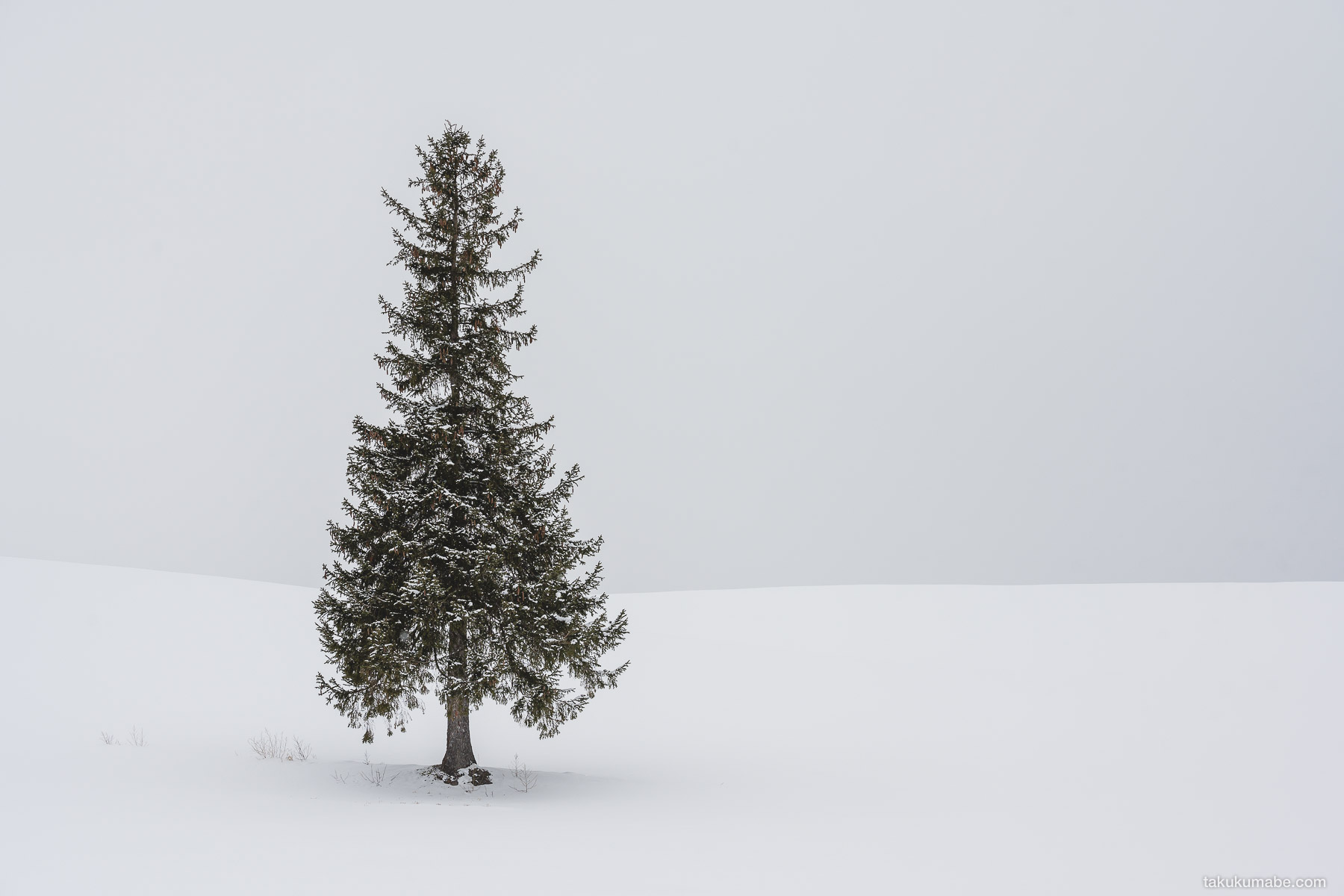 The Curious Case of the Christmas Tree – Taku Kumabe Photography and Design