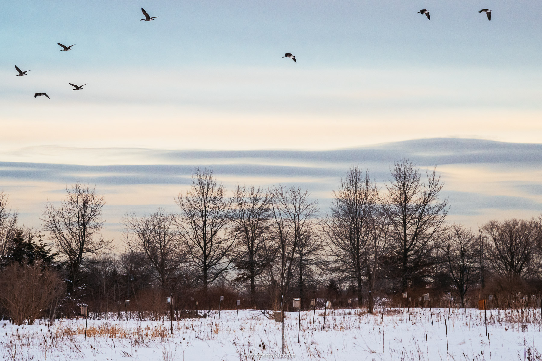 Urban Wildlife Photography – Taku Kumabe Photography and Design