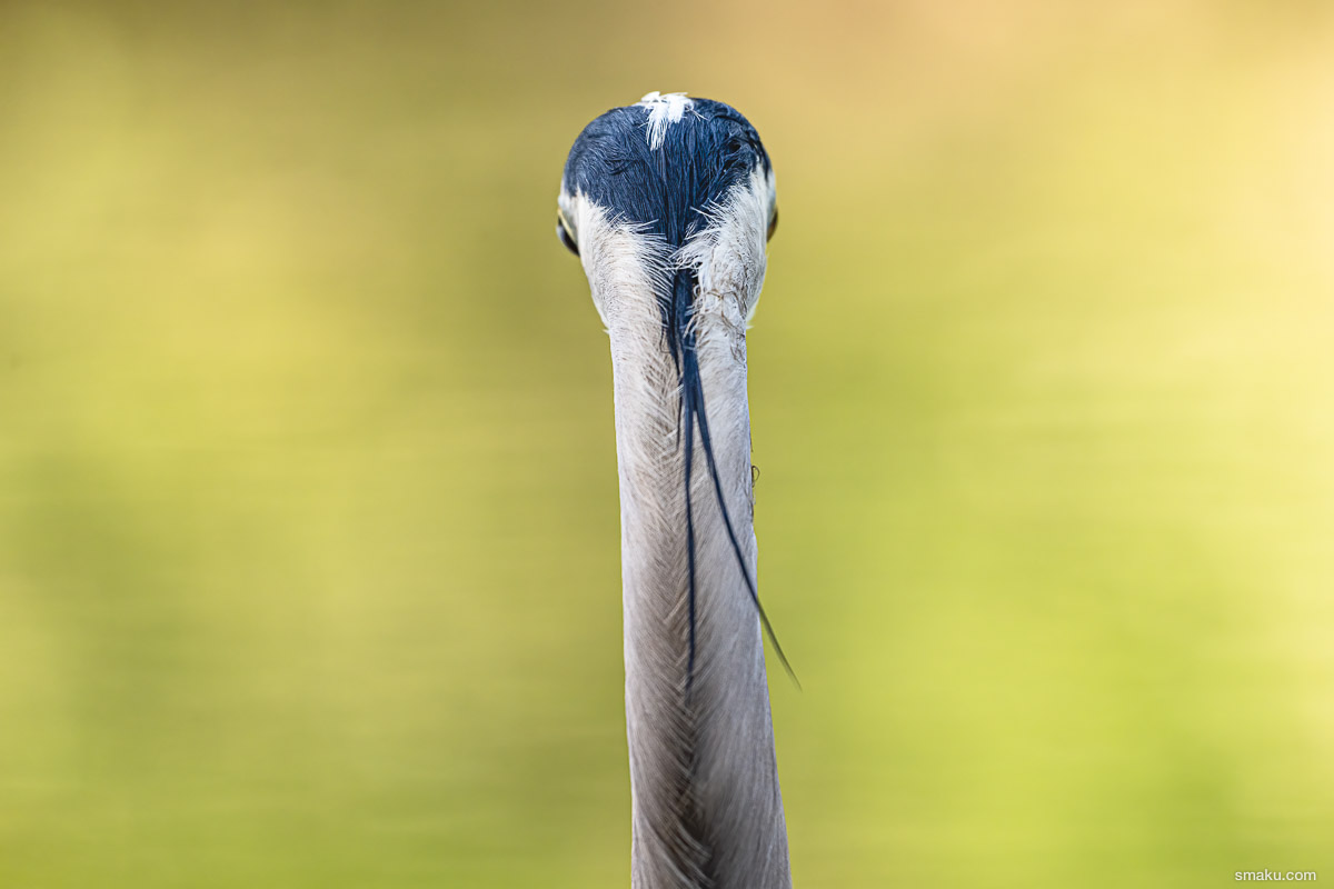 Taku Kumabe Photography and Design – Photography by Nikon Ambassador ...