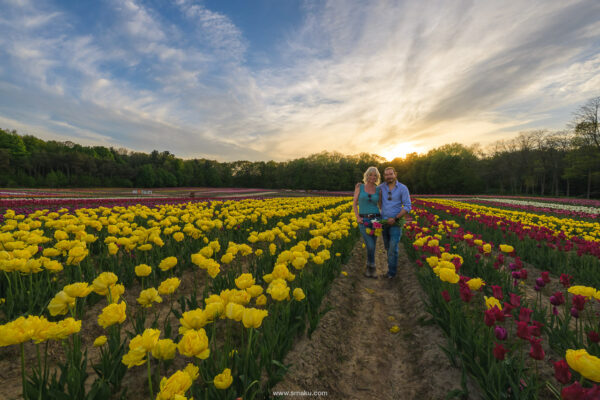 Tulip Field Photography – Taku Kumabe Photography and Design