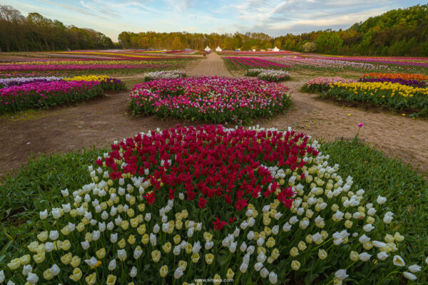 Tulip Field Photography – Taku Kumabe Photography and Design